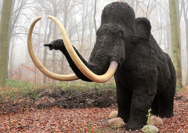 Mamuts | Qué son, características, hábitat, comportamiento, extinción
