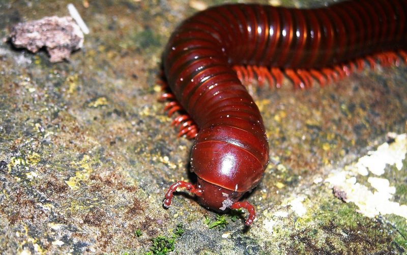 Milpiés | Qué es, características, reproducción, alimentación, información