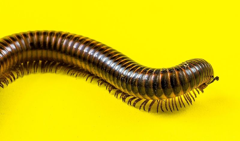 Milpiés | Qué es, características, reproducción, alimentación, información