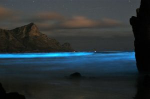 Noctiluca | Qué es, características, alimentación, peligro | Scintillans