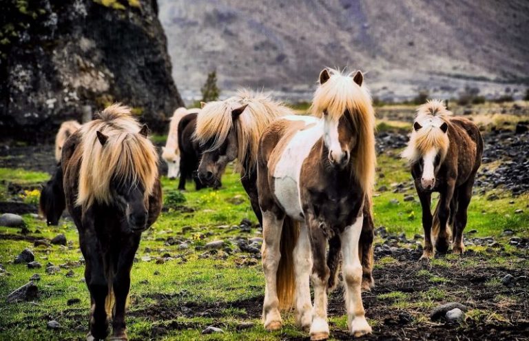Poni | Caracteristicas, alimentación, reproducción | Mascota, animal