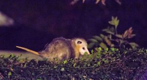 Tlacuache | Qué es, características, hábitat, alimentación, reproducción