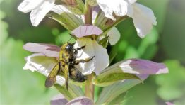 Zángano | Qué es, características, funciones, cuánto vive | Abeja