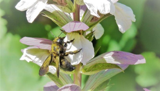 Zángano | Qué es, características, funciones, cuánto vive | Abeja