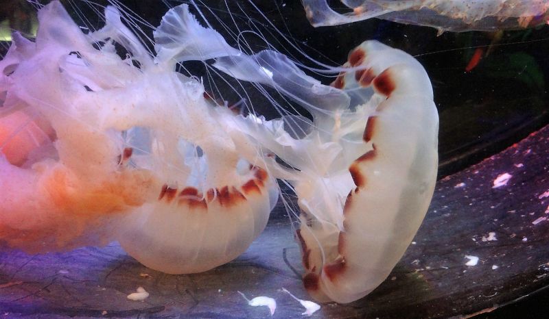 Celenterados | Qué son, características, alimentación, hábitat | Animales