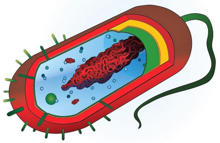 Protoplasto | Qué es, cómo se obtiene, usos