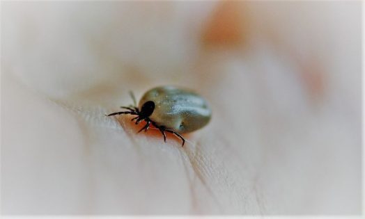 Garrapatas | Características, hábitat, alimentación, reproducción, riesgos