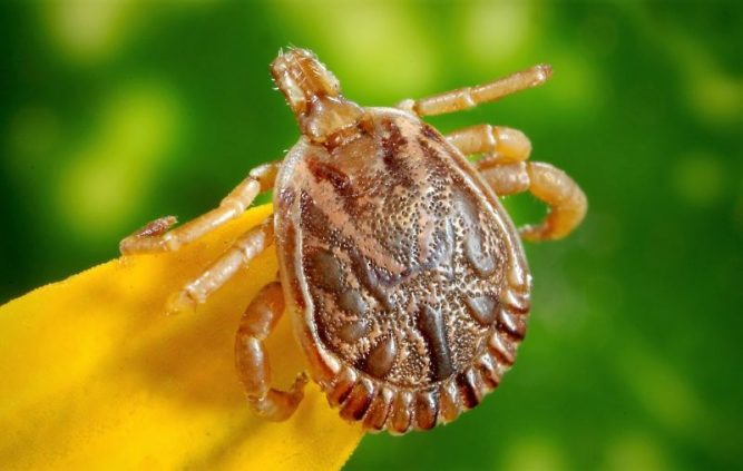 Garrapatas | Características, hábitat, alimentación, reproducción, riesgos