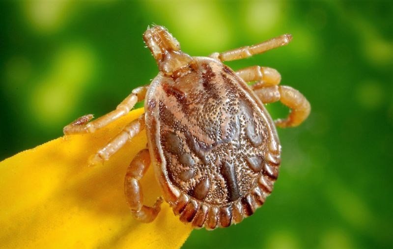Garrapatas | Características, hábitat, alimentación, reproducción, riesgos