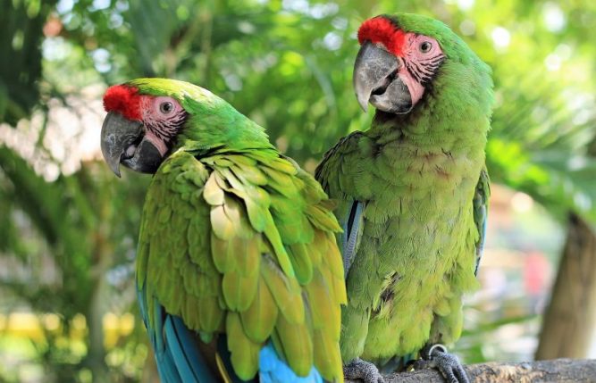 Guacamayo | Características, tipos, cuidados, comportamiento | Ave, loro