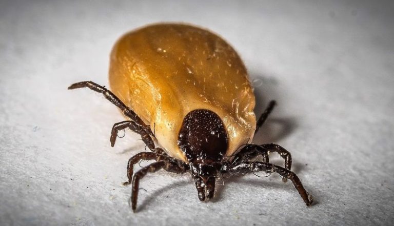 Garrapatas | Características, hábitat, alimentación, reproducción, riesgos