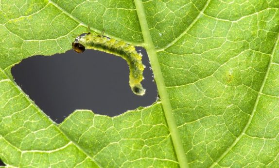 Oruga | Características, alimentación, reproducción, hábitat, cómo nacen