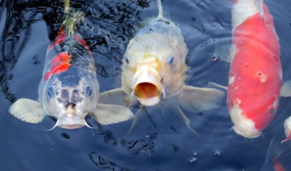 Pez koi | Características, hábitat, alimentación, reproducción, cuidados