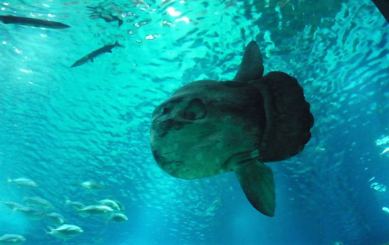 Pez luna | Características, hábitat, alimentación, comportamiento, peligros