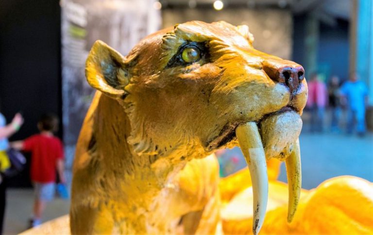 Tigre de Java | Características, alimentación, reproducción, extinción