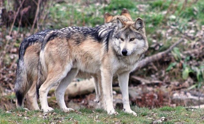 Animales cuadrúpedos | Qué son, descripción, desplazamiento, ejemplos