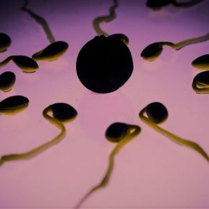 Cigoto | Qué es, características, clasificación, formación, desarrollo