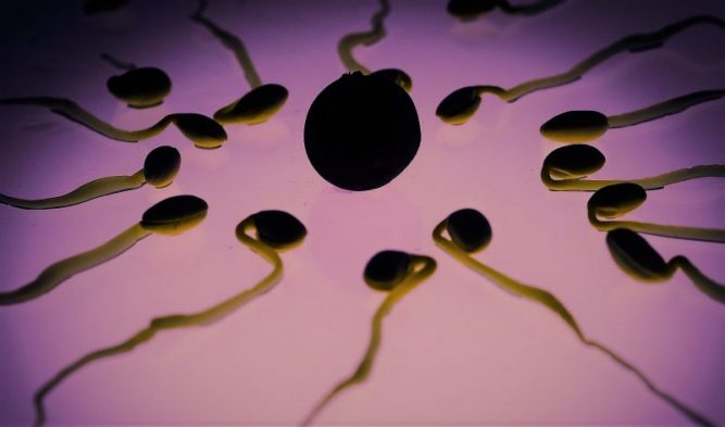 Protoplasto | Qué es, cómo se obtiene, usos