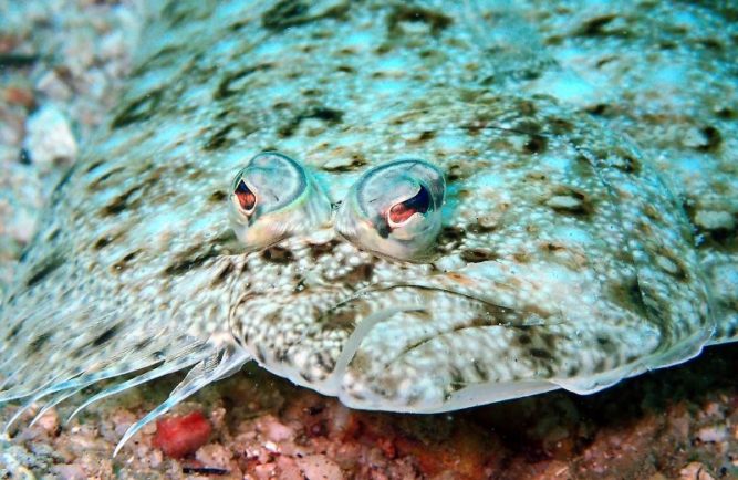 Lenguado | Características, alimentación, hábitat, reproducción | Pez