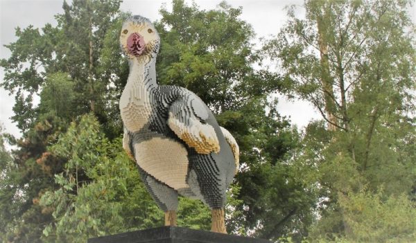 Pájaro dodo | Características, alimentación, hábitat, extinción | Ave