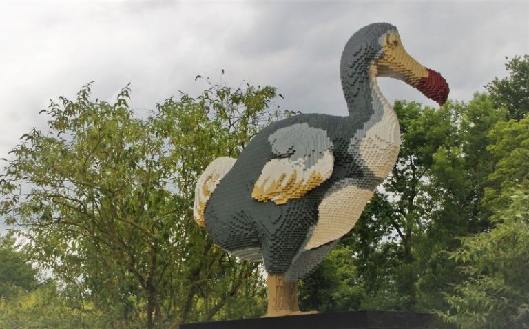 Pájaro dodo | Características, alimentación, hábitat, extinción | Ave