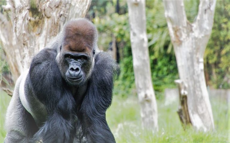 Primates | Qué son, información, hábitat, dónde viven, alimentación, tipos