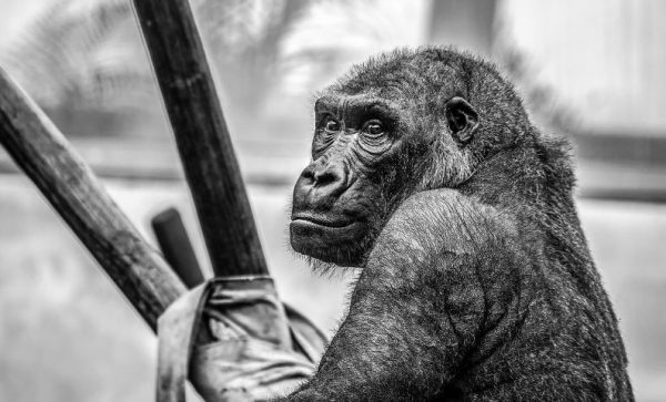 Primates | Qué son, información, hábitat, dónde viven, alimentación, tipos