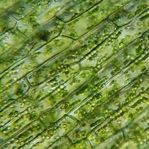 Saprofitos | Qué son, definición, ejemplos | Hongos, animales, organismos