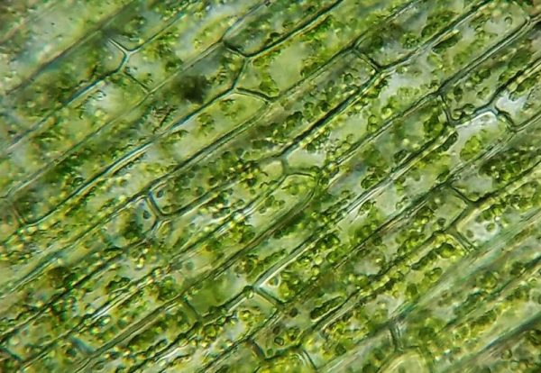 Protoplasto | Qué es, cómo se obtiene, usos