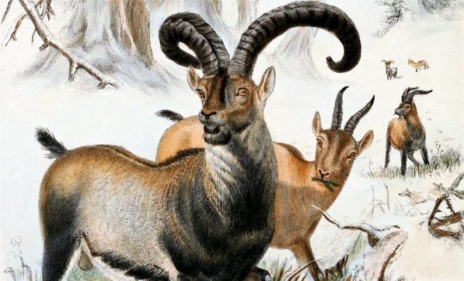 Bucardo | Qué es, características, extinción, información sobre el último