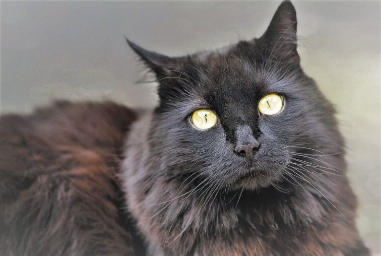 Gato angora | Características, origen, comportamiento, cuidados | Mascota