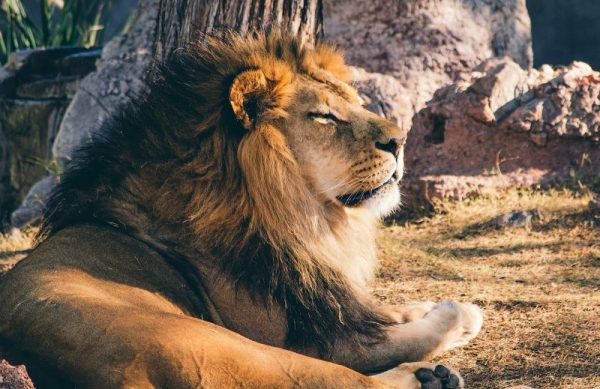 Felinos | Qué son, tipos, clasificación, características, hábitat ...