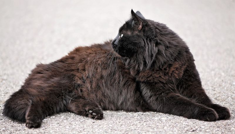 Gato angora | Características, origen, comportamiento, cuidados | Mascota