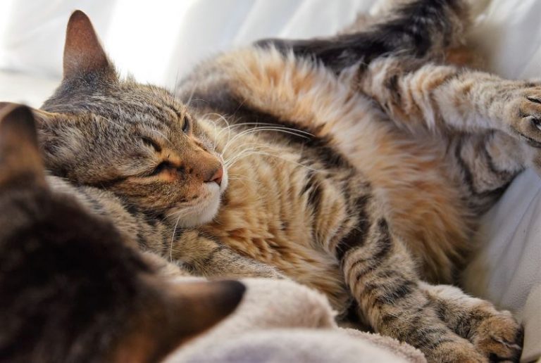 Felinos | Qué son, tipos, clasificación, características, hábitat ...