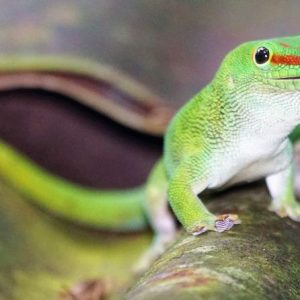 Saprofitos | Qué son, definición, ejemplos | Hongos, animales, organismos