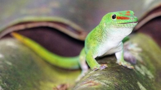 Partenogénesis | Qué es, definición, clasificación, causas, datos ...