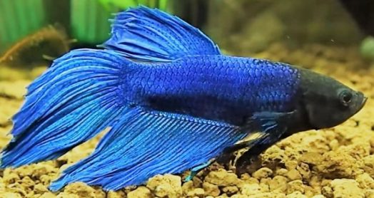 Pez ángel | Características, reproducción, hábitat, acuario