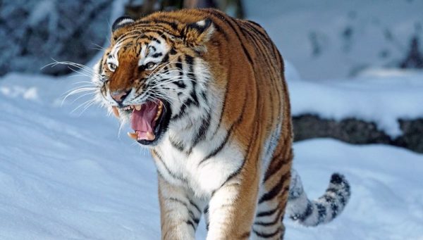 Tigre de Java | Características, alimentación, reproducción, extinción
