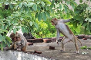 Animales bípedos | Qué son, especies, ejemplos, características, razones