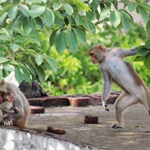 Animales cuadrúpedos | Qué son, descripción, desplazamiento, ejemplos