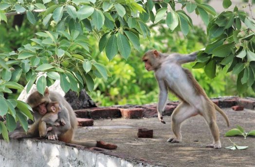 Animales bípedos | Qué son, especies, ejemplos, características, razones