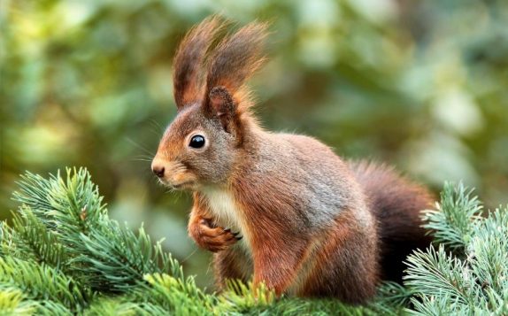 Animales insectívoros | Qué son, características, clasificación, especies