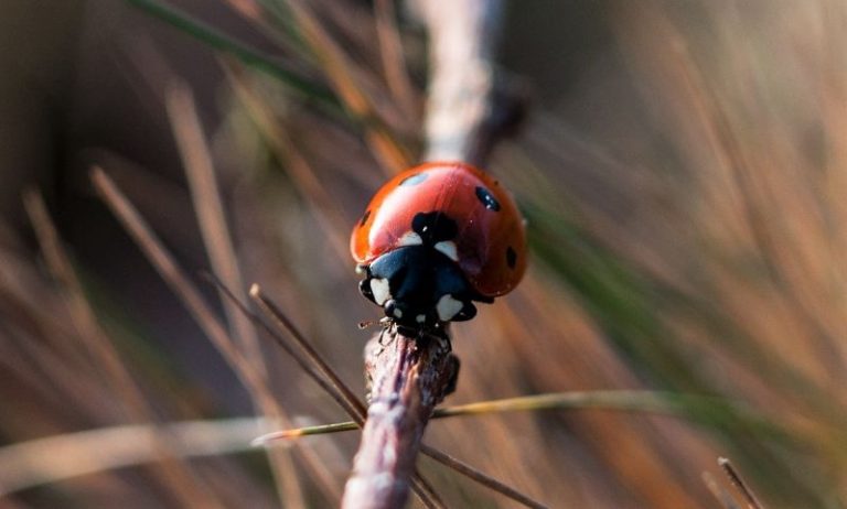 Artrópodos | Qué son, características, clasificación, ejemplos | Filo