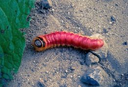 Celoma | Qué es, origen, clasificación, función, información