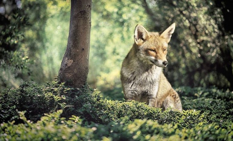 Cordados | Qué son, características, importancia, clasificación | Filo