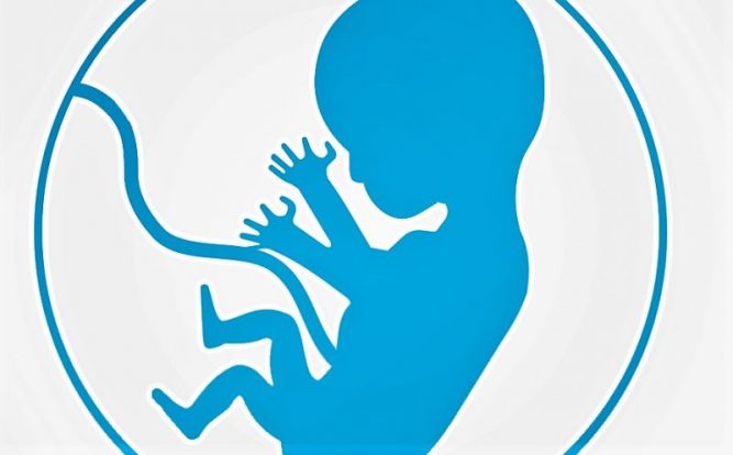 Ectodermo | Qué es, cómo se forma, cómo se divide, importancia