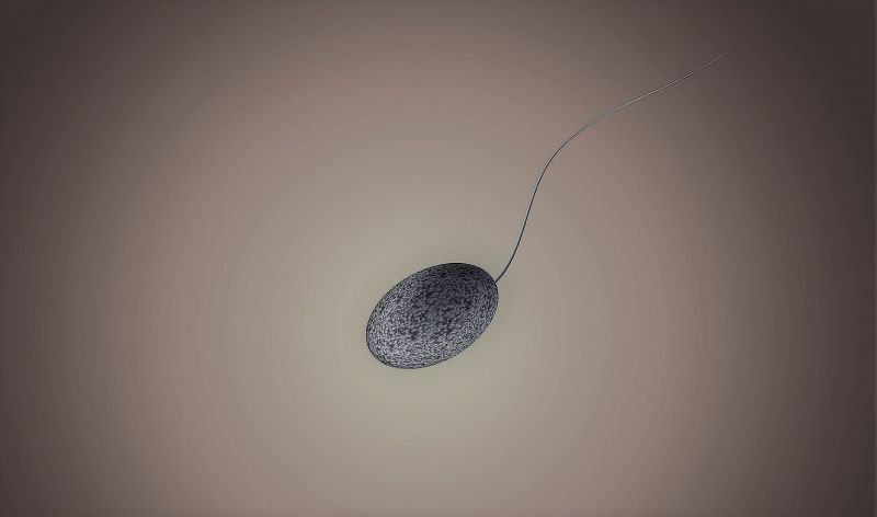 Gametogénesis | Qué es, procesos, fases, animal | Ovogénesis, etapas