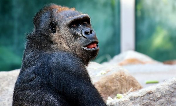 Homínidos | Qué son, clasificación, características, rasgos, ejemplos