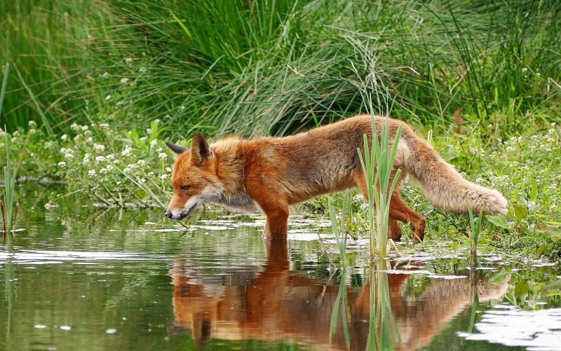Animales omnívoros | Qué son, características, tipos, alimentación ...