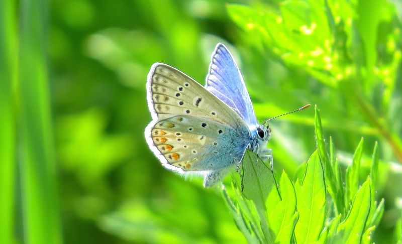 Artrópodos | Qué son, características, clasificación, ejemplos | Filo